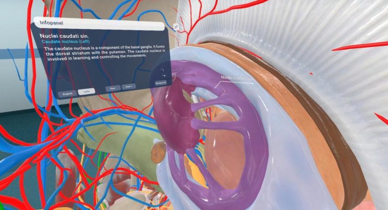 Oculus Quest 游戏《人体解剖学VR》Human Anatomy VRVR玩吧-VR游戏破解下载网站-Quest 2 3 一体机游戏 ...